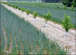 Can I plant vegetables after using a weed killer?
